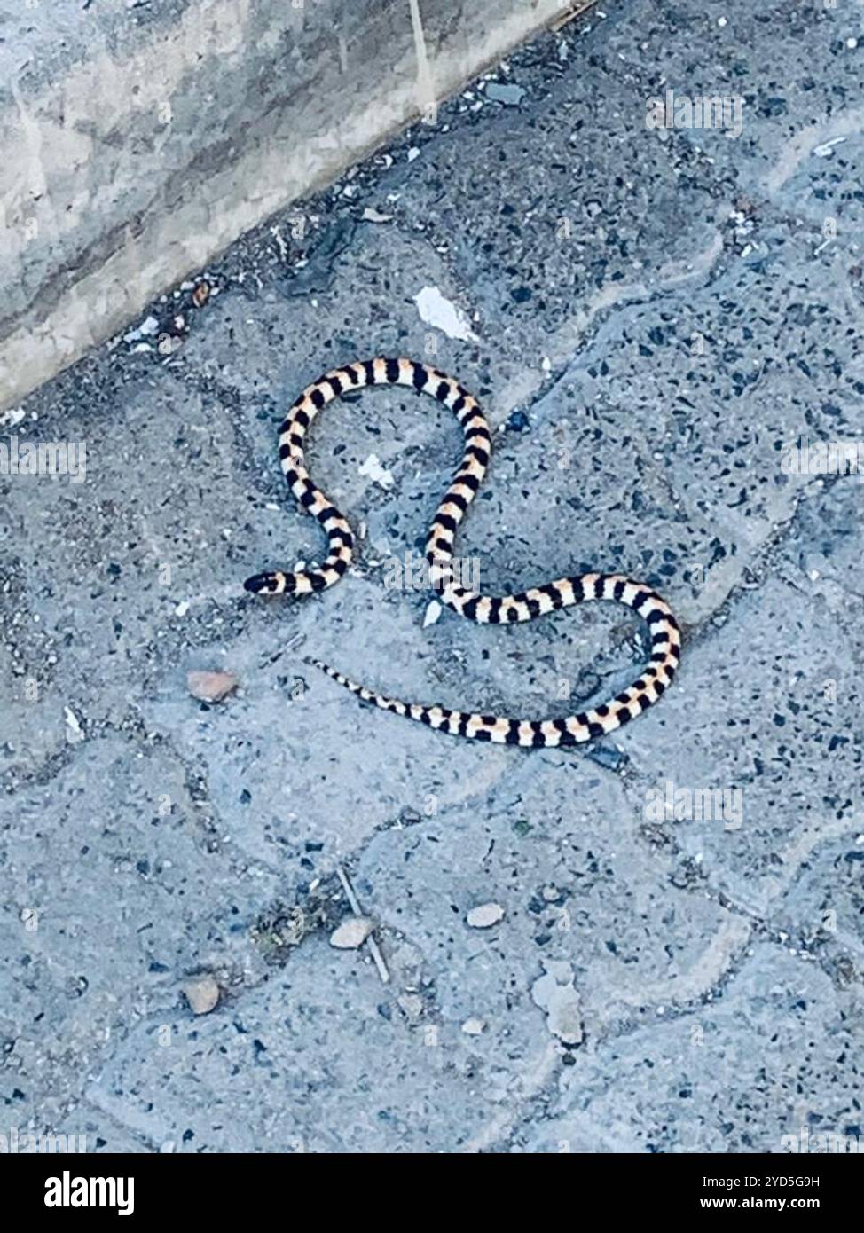 Spotted Harlequin Snake (Homoroselaps lacteus Stock Photo - Alamy