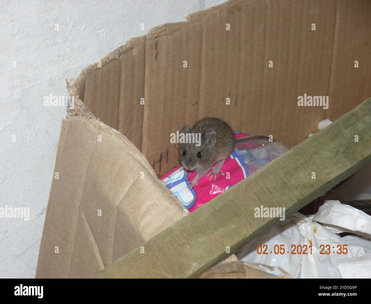 black-footed pygmy rice rat (Oligoryzomys nigripes Stock Photo - Alamy