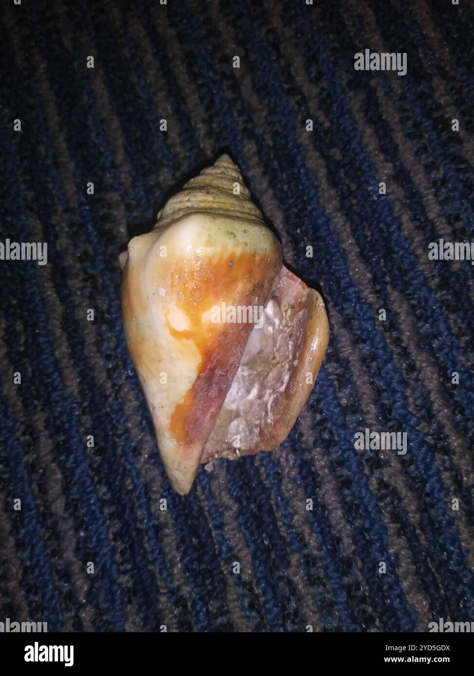 Florida Fighting Conch (Strombus alatus Stock Photo - Alamy
