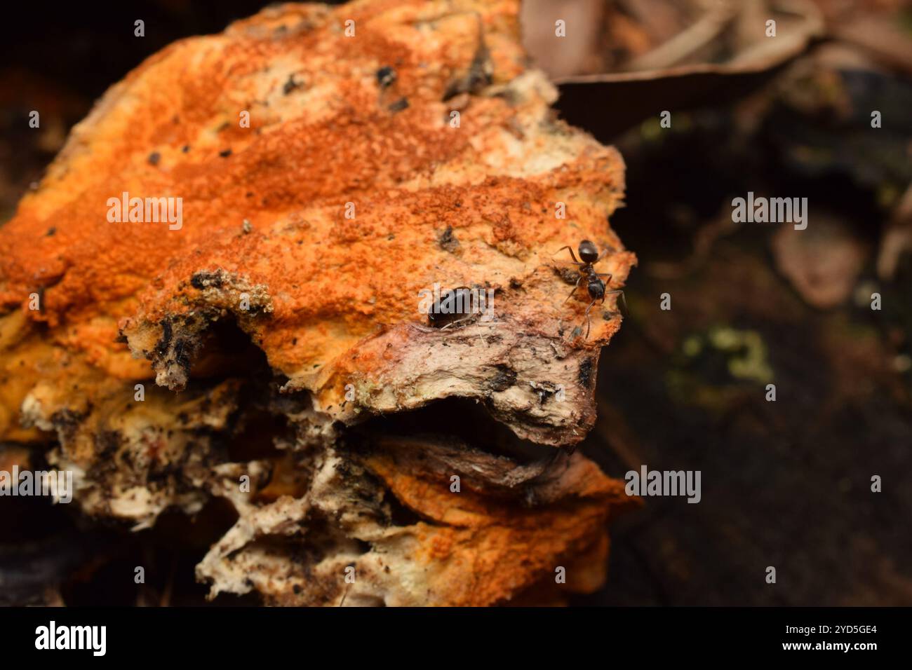 Shelf Fungus Beetles (Ciidae Stock Photo - Alamy