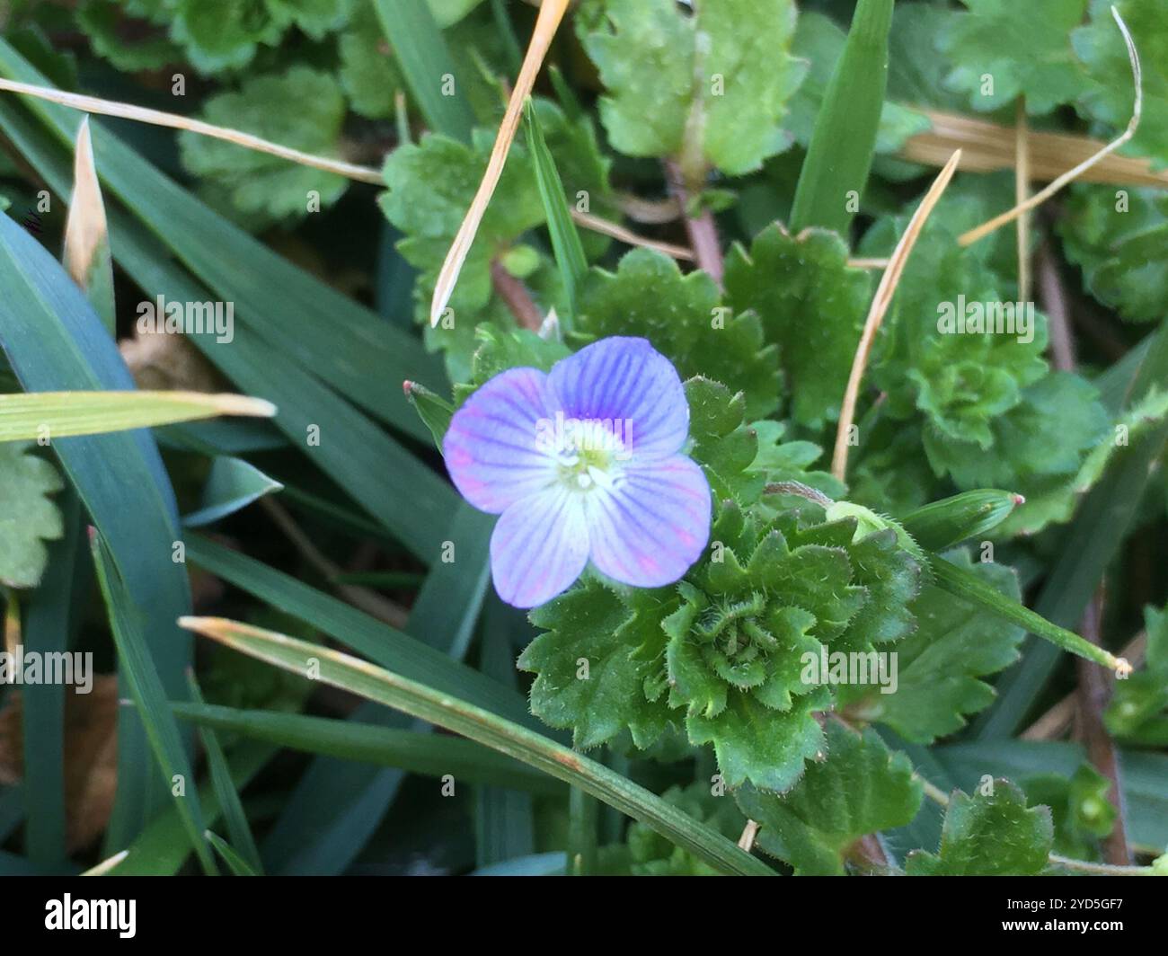bird's-eye speedwell (Veronica persica Stock Photo - Alamy
