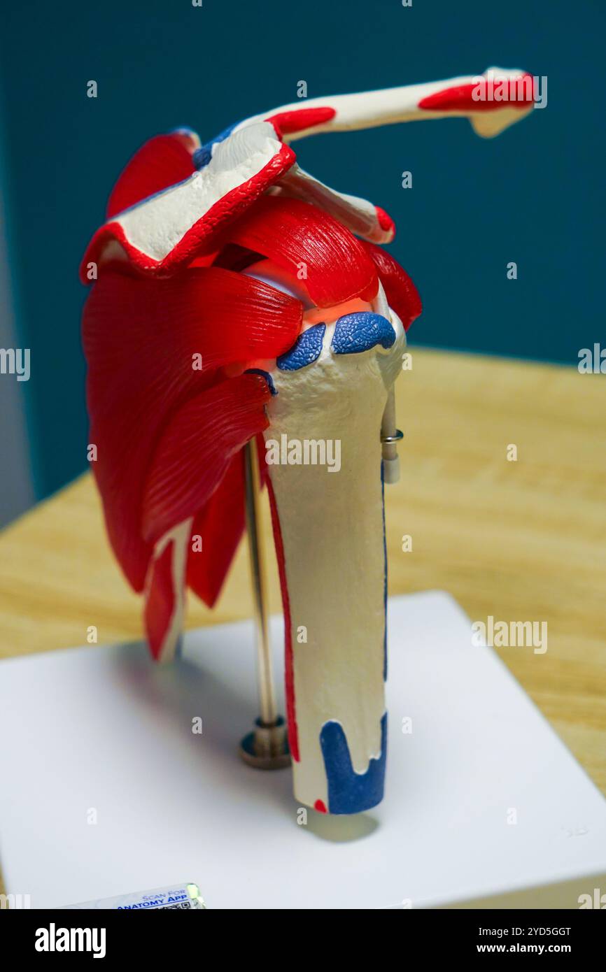 Physiotherapy center specializing in shoulder pathology before or after ...