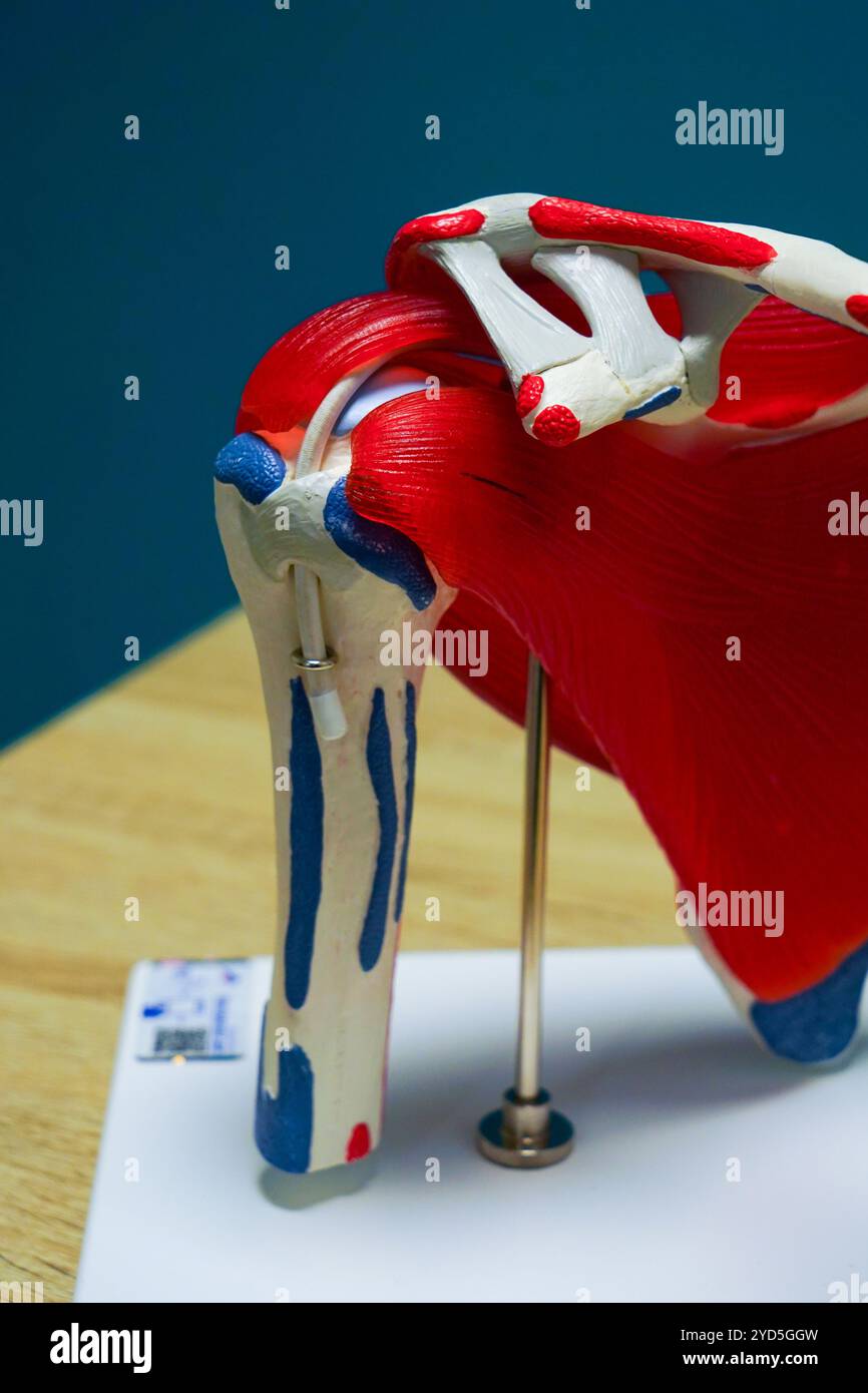 Physiotherapy center specializing in shoulder pathology before or after ...