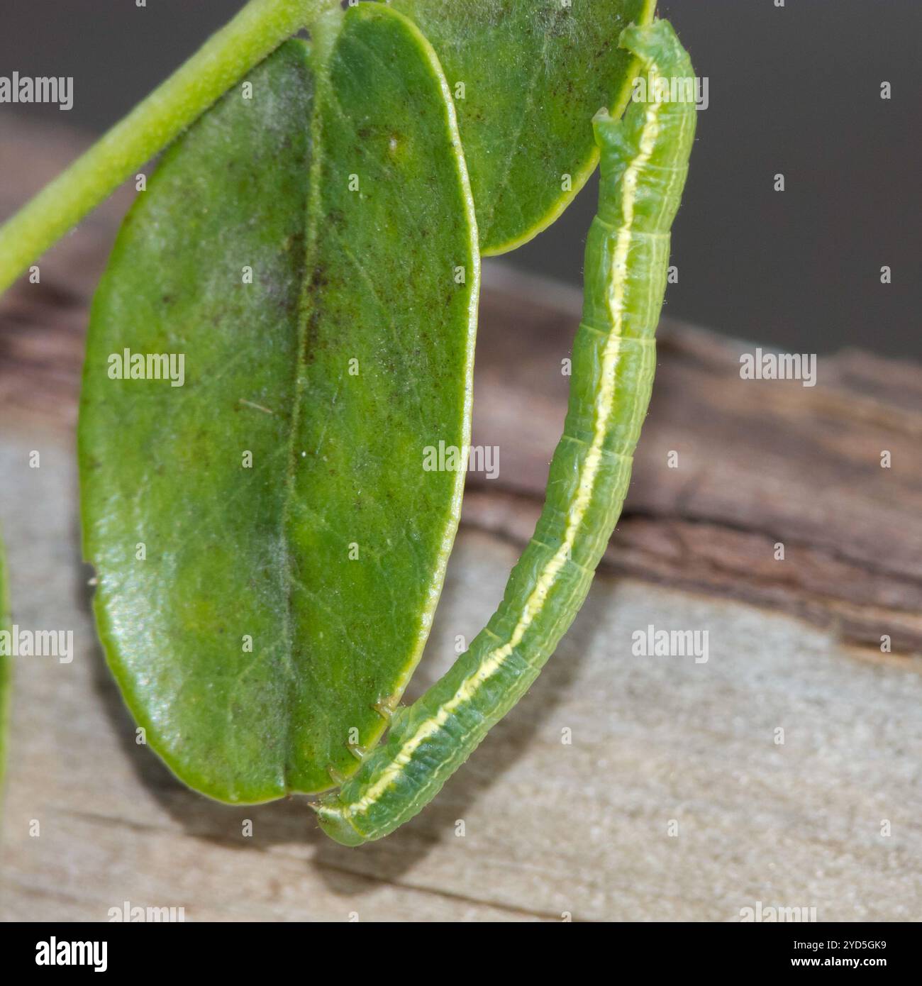 Geometer Moths (Geometridae Stock Photo - Alamy