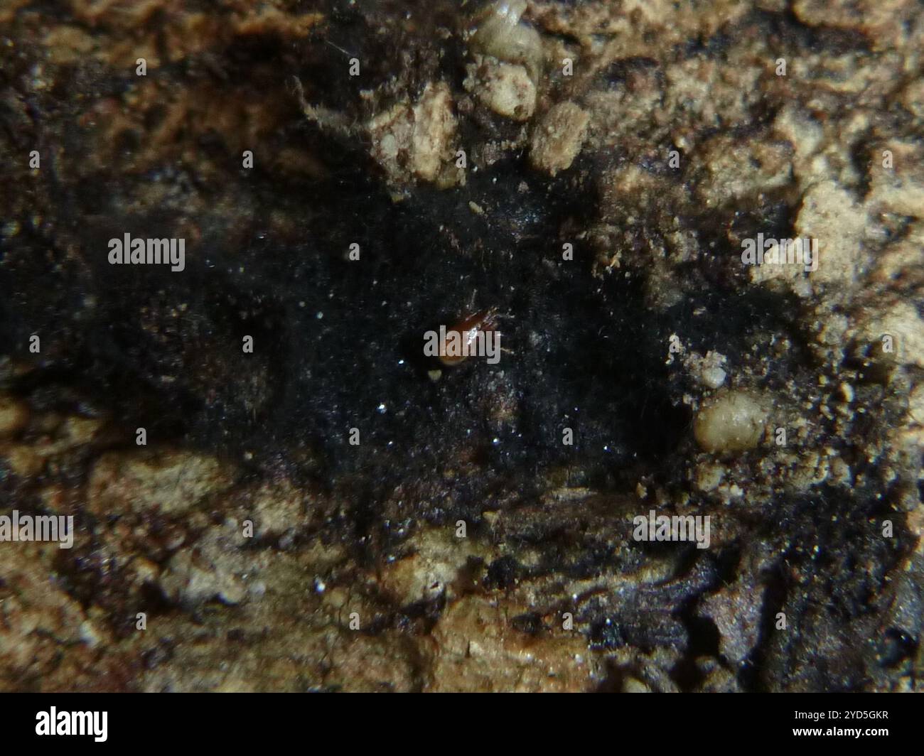 Mesostigmata hi-res stock photography and images - Alamy