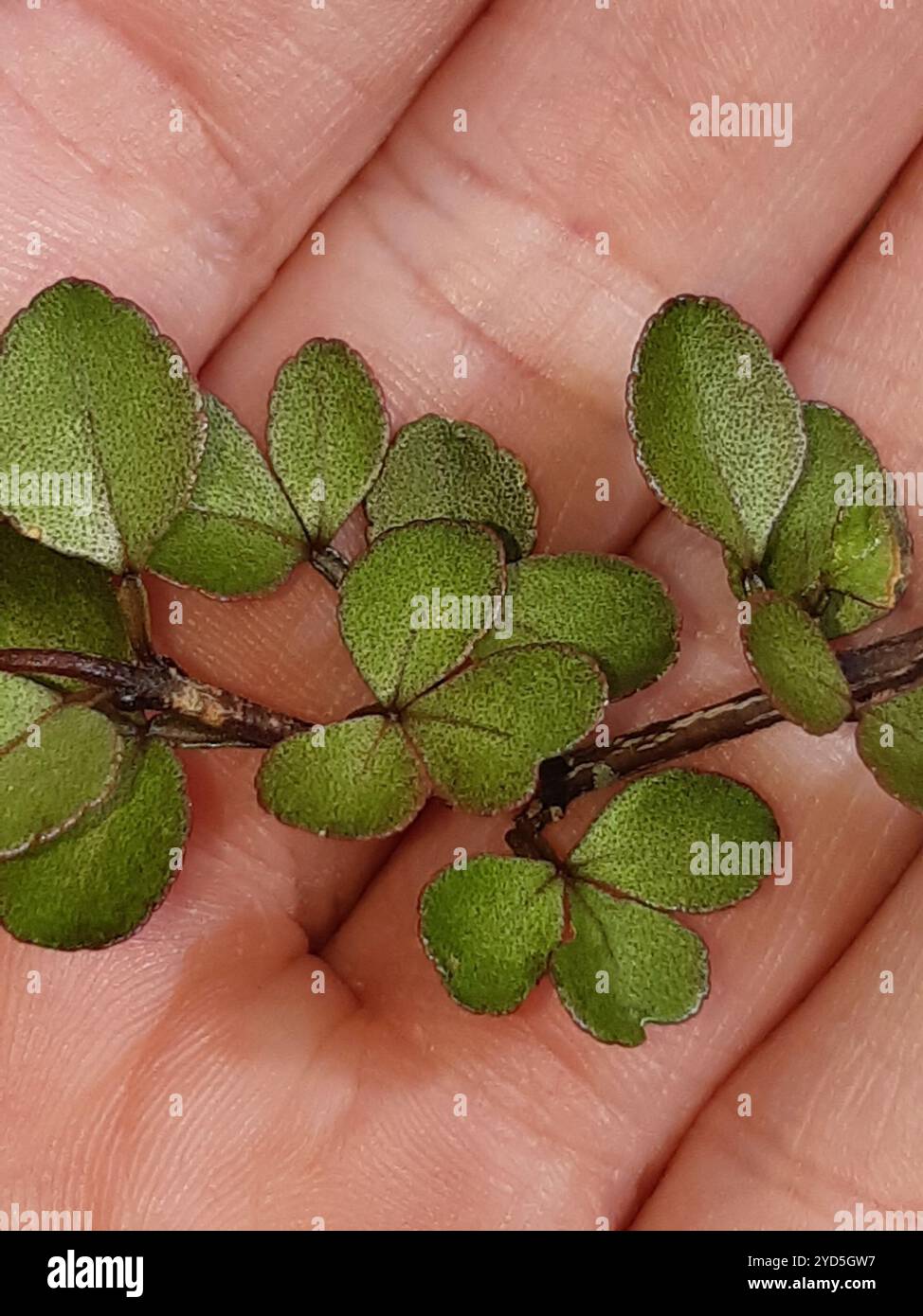 Poataniwha (Melicope simplex Stock Photo - Alamy