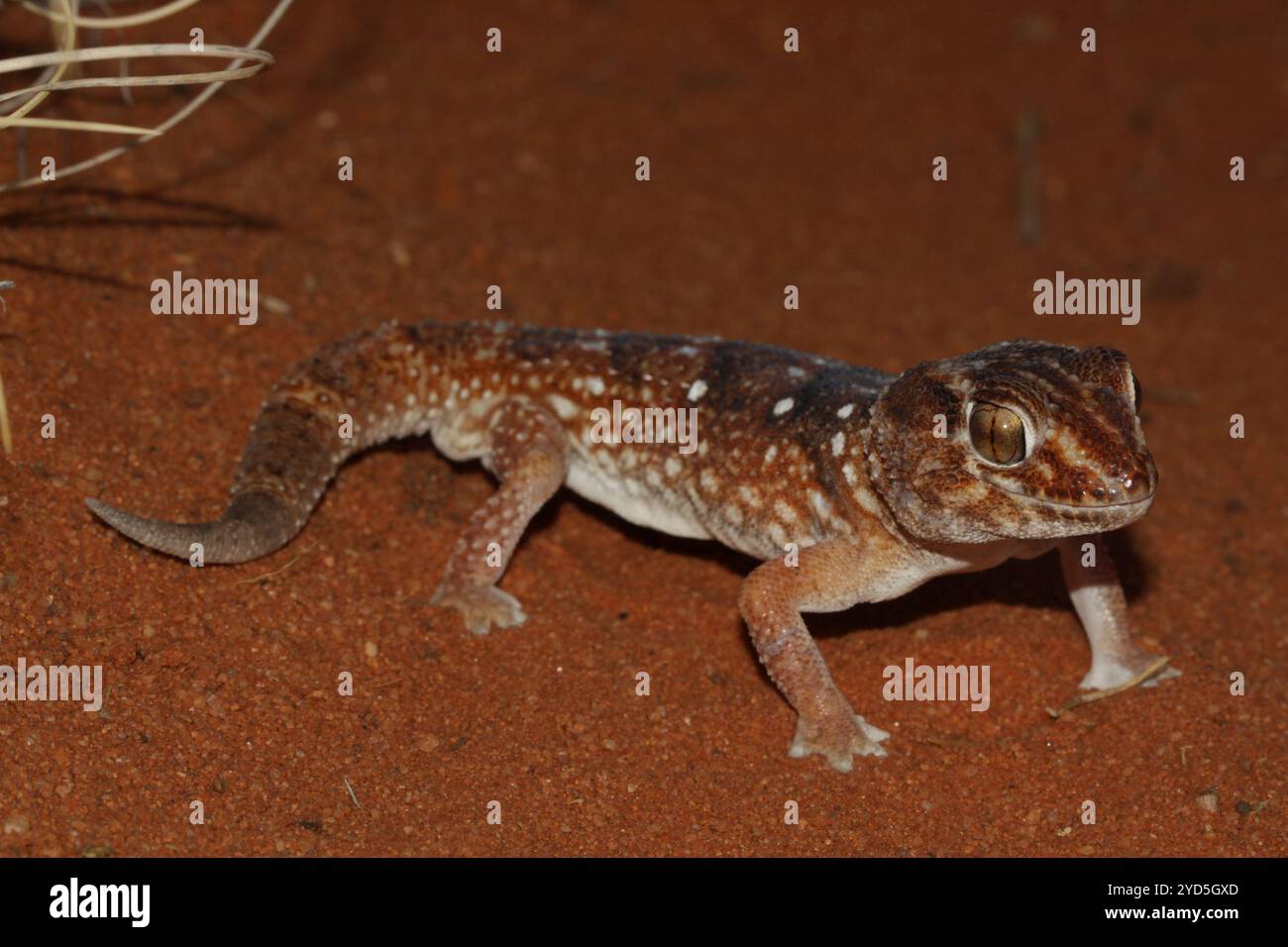 Namib Giant Ground Gecko (Chondrodactylus angulifer Stock Photo - Alamy