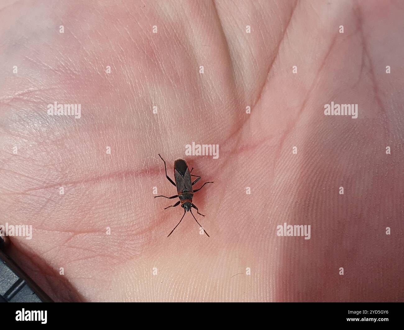 Swan plant seed bug (Arocatus rusticus Stock Photo - Alamy