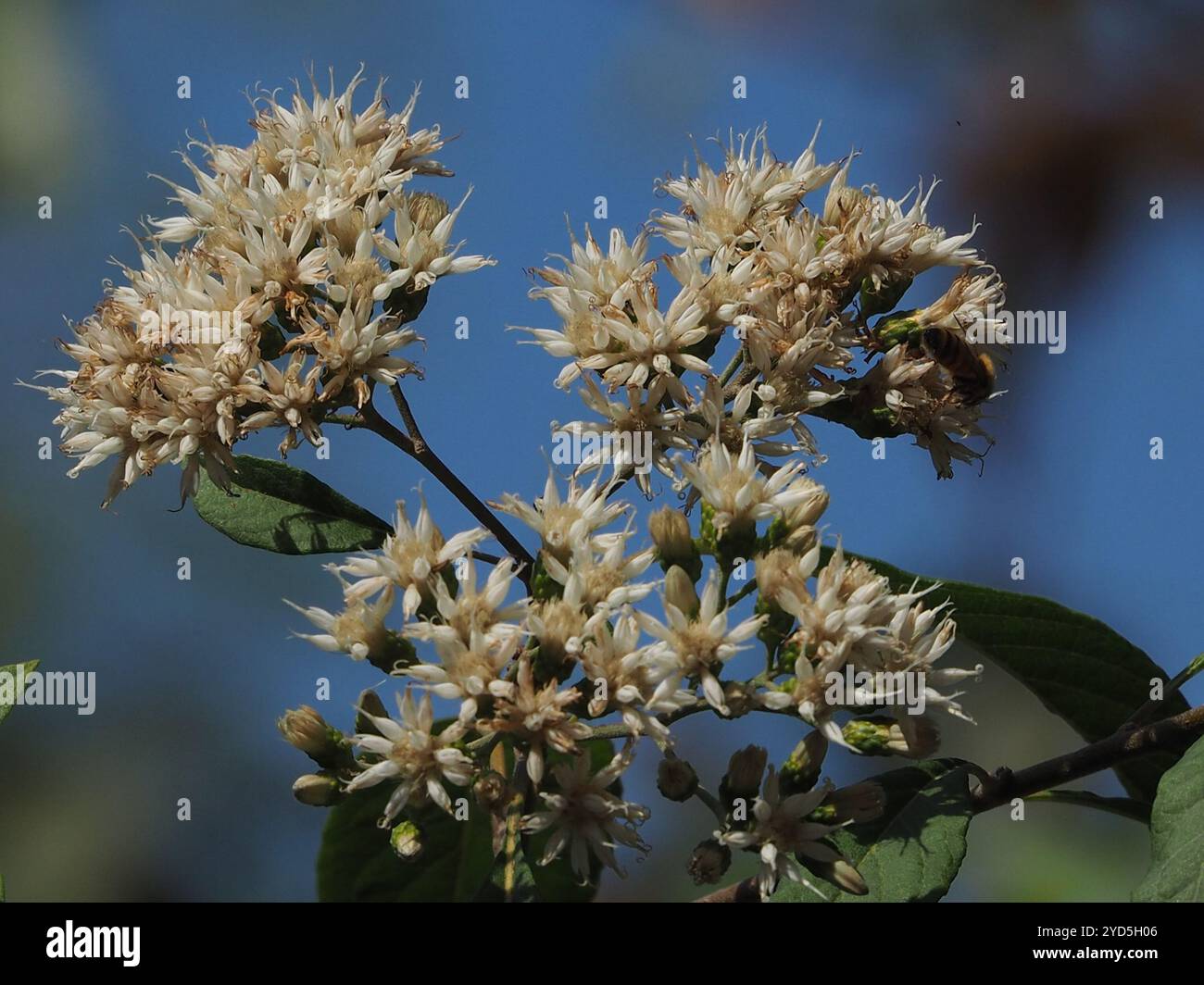 River Bittertea (Gymnanthemum amygdalinum Stock Photo - Alamy