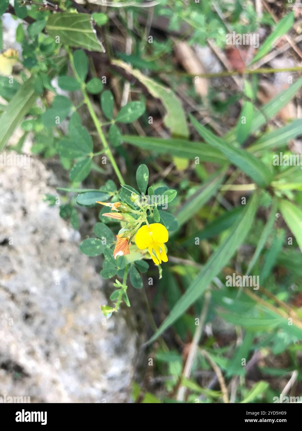 low rattlebox (Crotalaria pumila Stock Photo - Alamy
