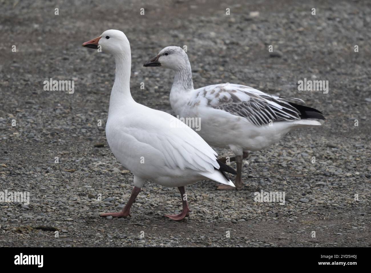 Snow Goose (Anser caerulescens Stock Photo - Alamy