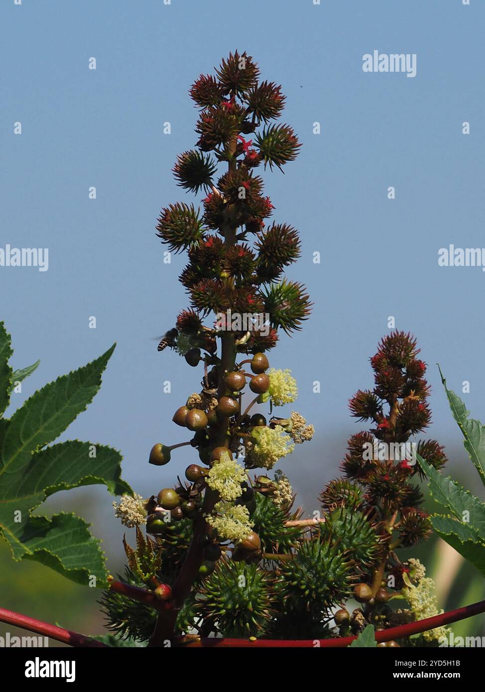castor bean (Ricinus communis Stock Photo - Alamy