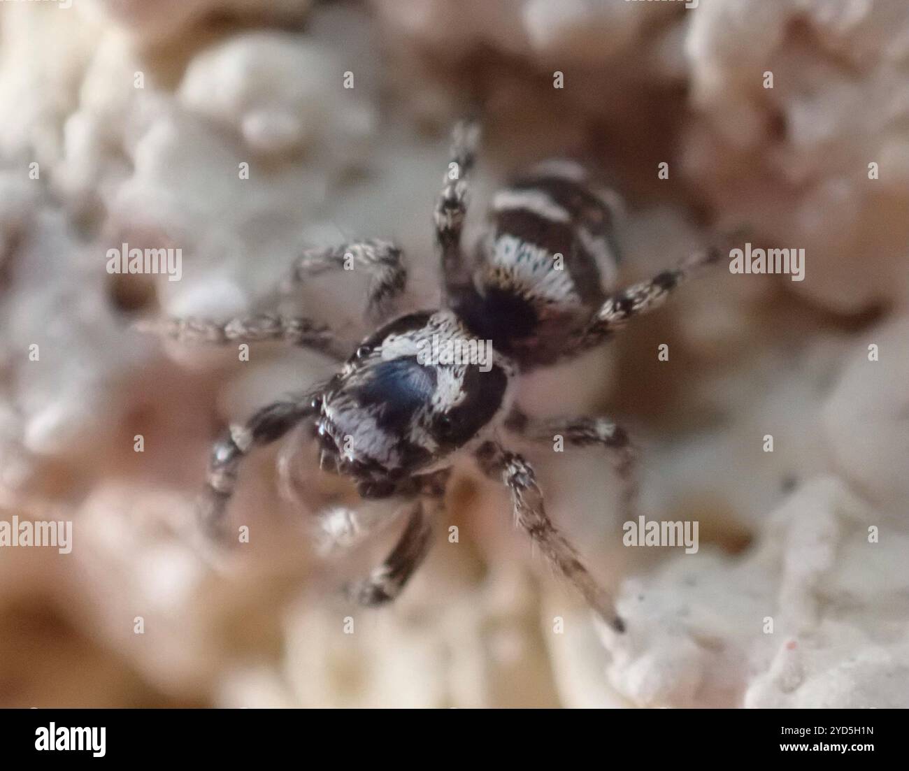 Zebra Jumping Spider (Salticus scenicus Stock Photo - Alamy
