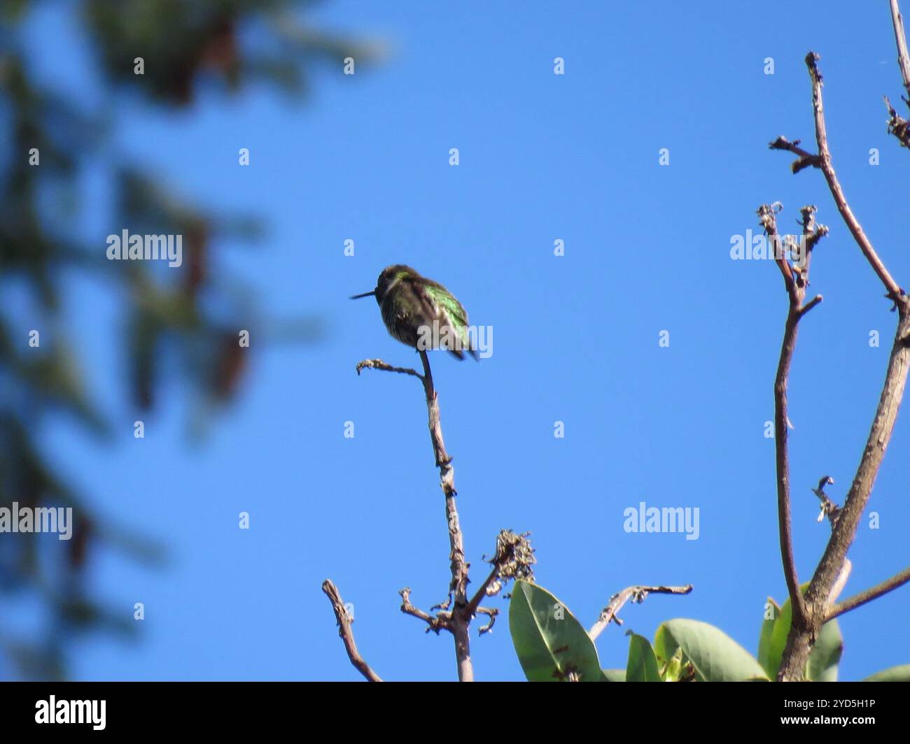 Anna's Hummingbird (Calypte anna Stock Photo - Alamy