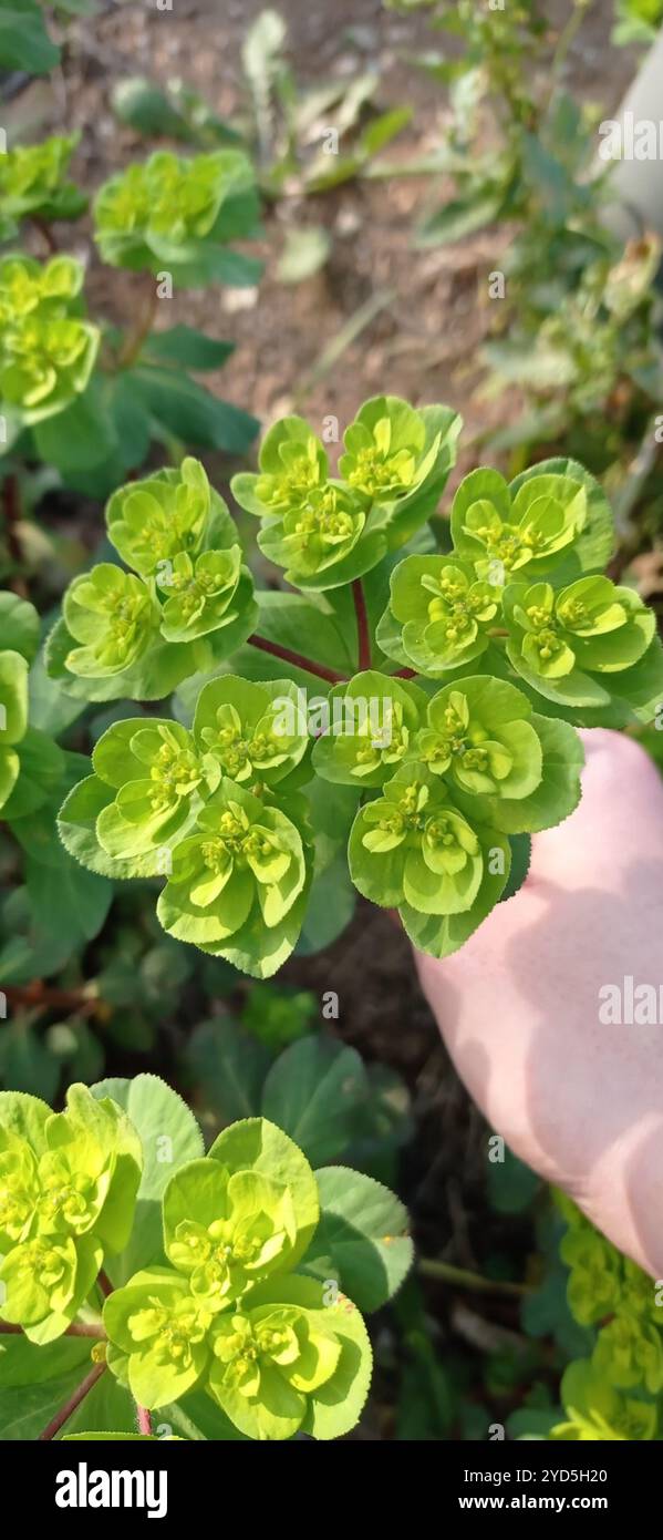 Sun spurge (Euphorbia helioscopia Stock Photo - Alamy
