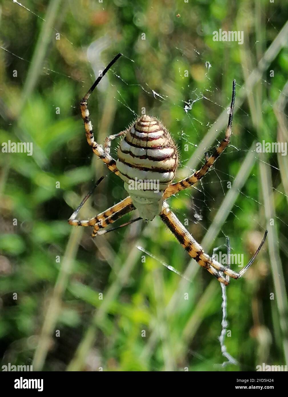 Banded Garden Spider (Argiope trifasciata Stock Photo - Alamy