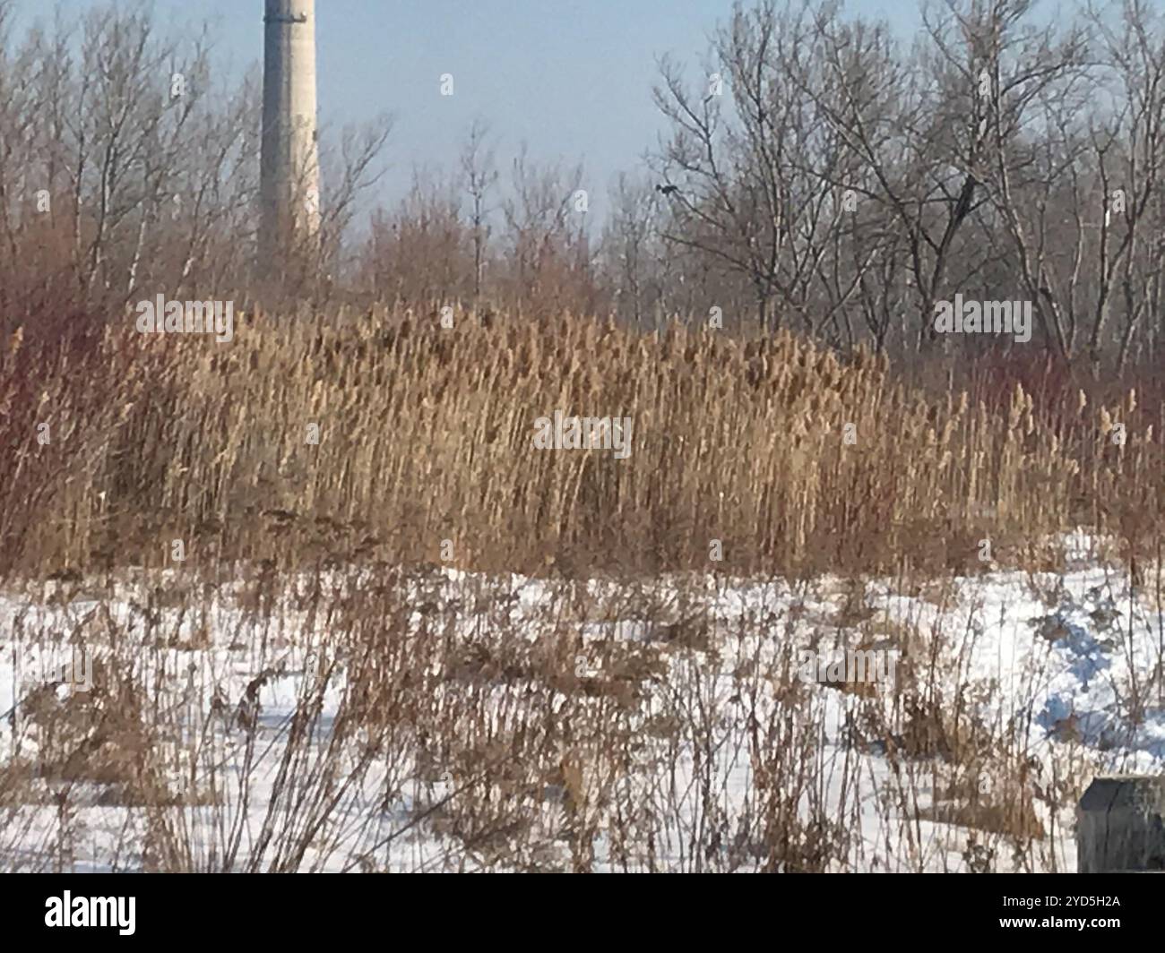 European reed (Phragmites australis australis Stock Photo - Alamy