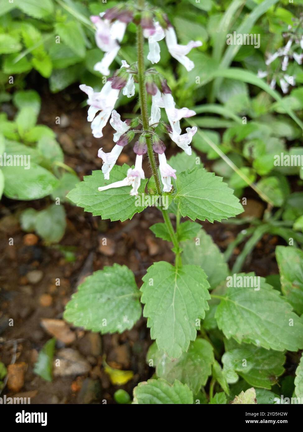 Piccadill (Orthosiphon suffrutescens Stock Photo - Alamy