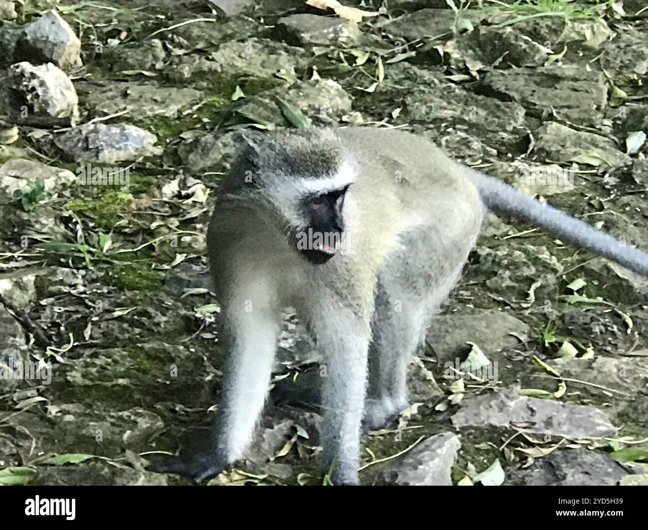 Southern Vervet Monkey (Chlorocebus pygerythrus pygerythrus Stock Photo ...