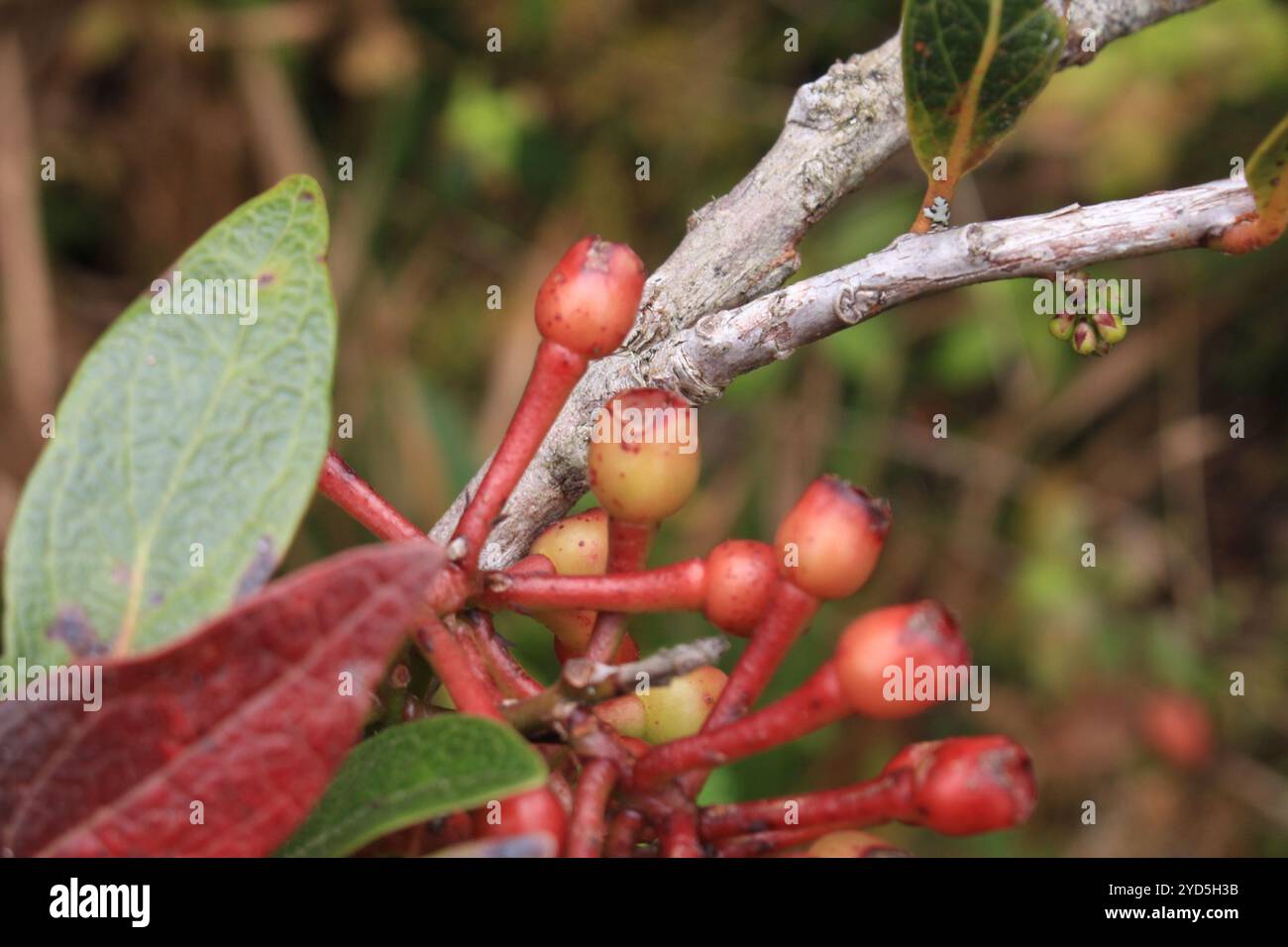 tropical blueberry (Macleania rupestris Stock Photo - Alamy