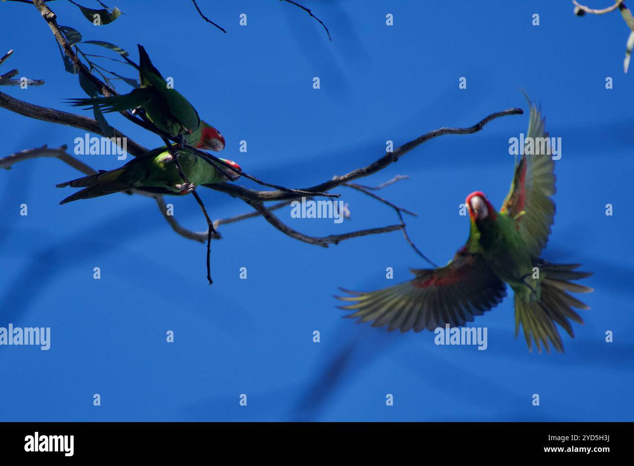 Red-masked Parakeet (Psittacara erythrogenys Stock Photo - Alamy
