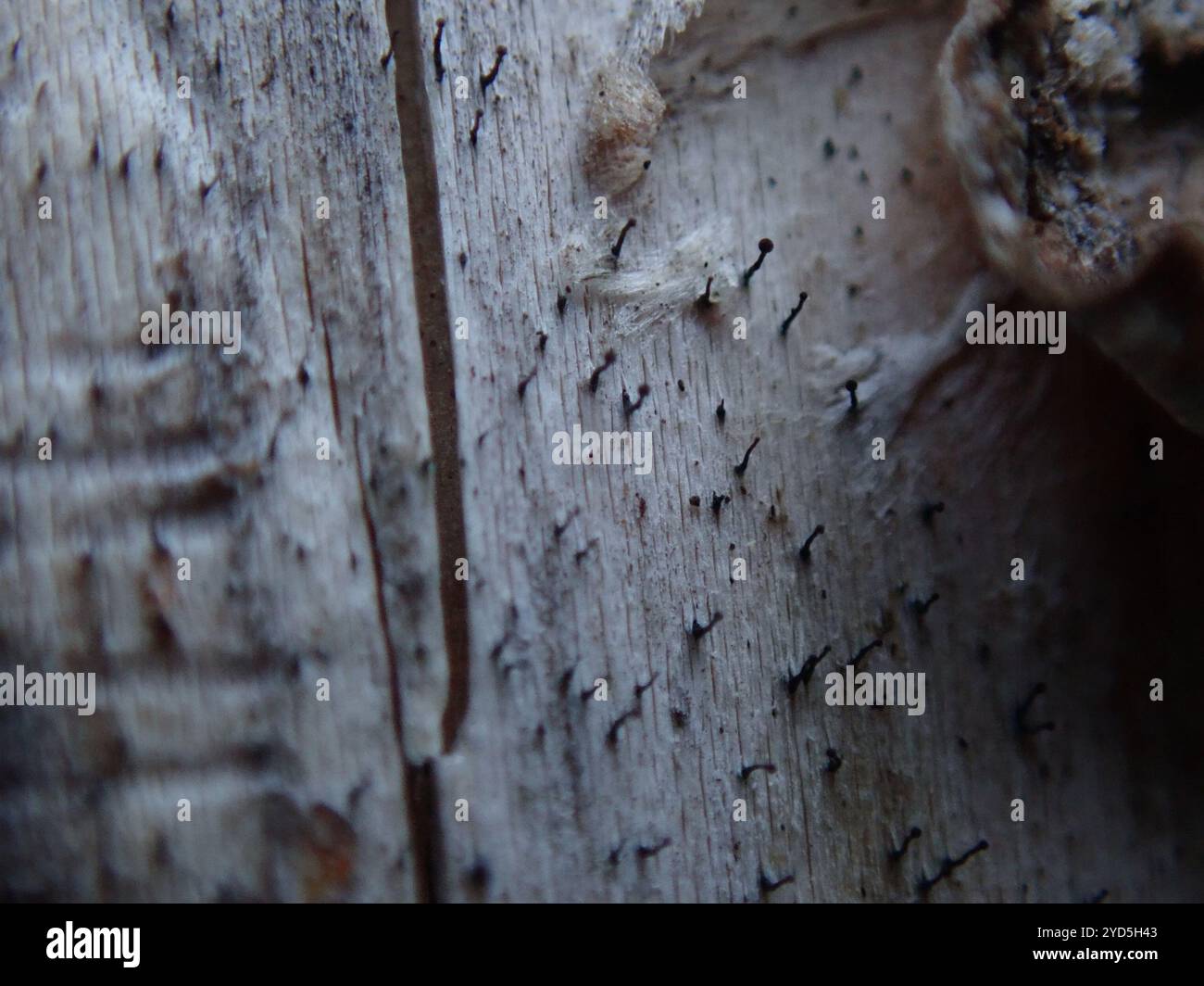Snag Pin (Mycocalicium subtile Stock Photo - Alamy