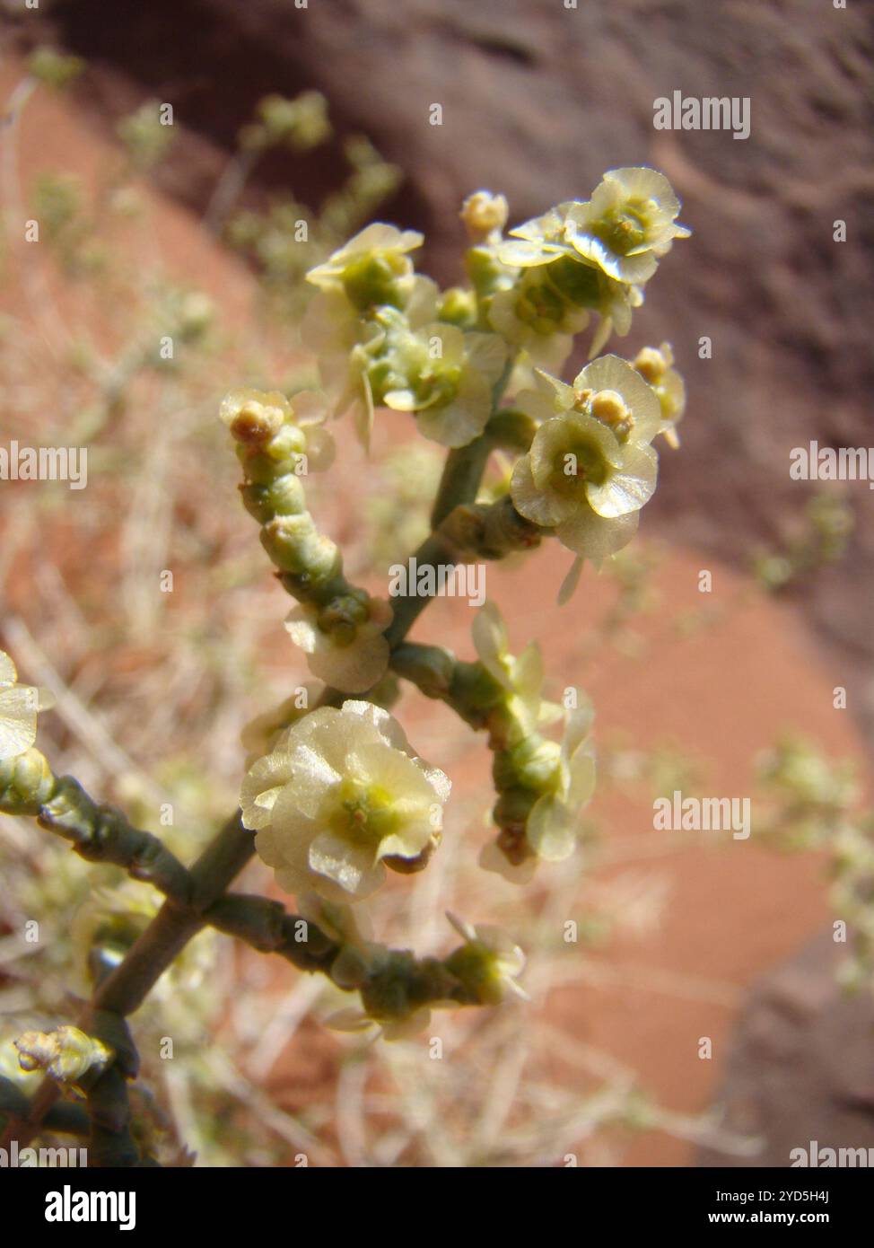 Anabasis articulata hi-res stock photography and images - Alamy