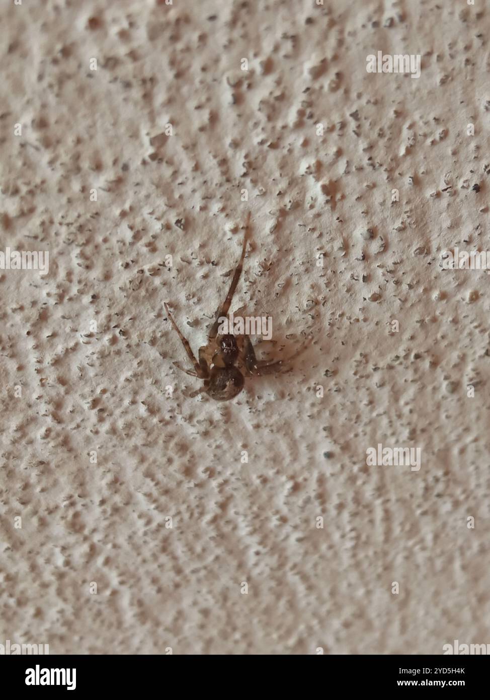 Silver-sided Sector Spider (Zygiella x-notata Stock Photo - Alamy