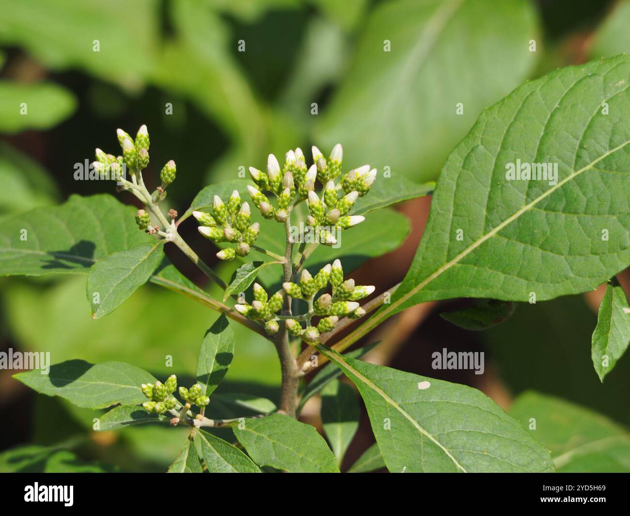 River Bittertea (Gymnanthemum amygdalinum Stock Photo - Alamy