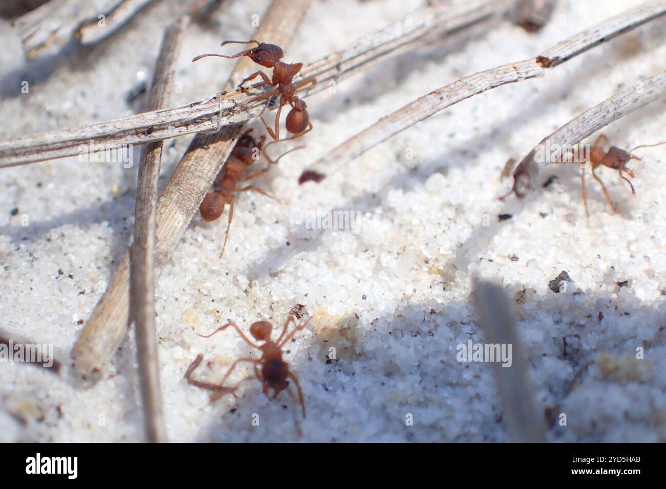 Northern Fungus-farming Ant (Trachymyrmex septentrionalis Stock Photo ...