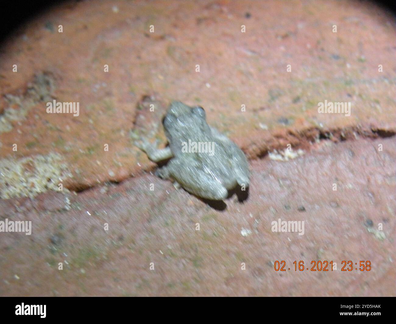 Argentine Snouted Tree Frog (Scinax granulatus Stock Photo - Alamy