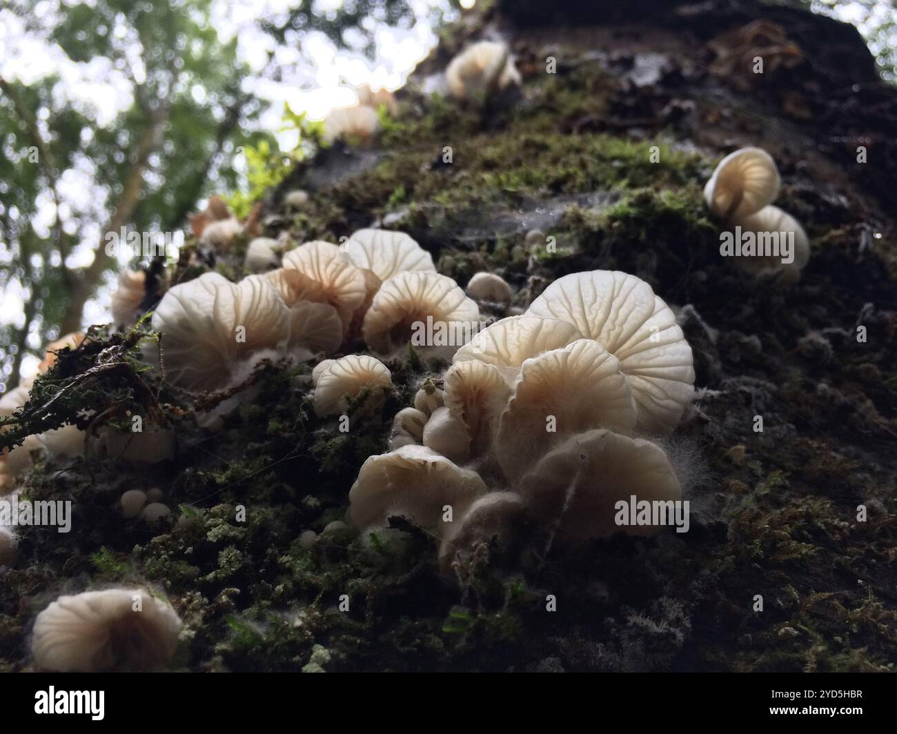 Fairy Parachutes (Marasmiellus candidus Stock Photo - Alamy