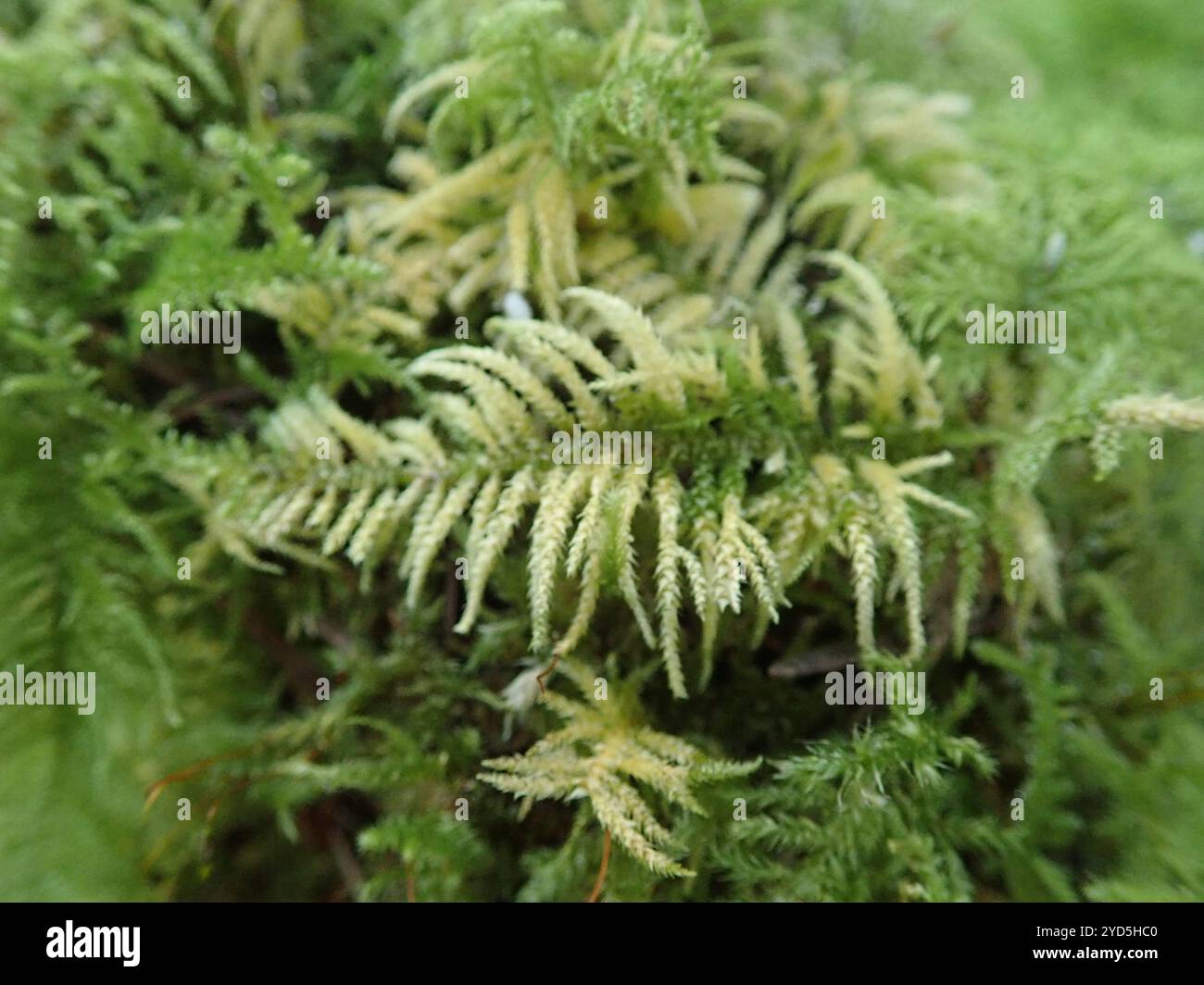 Oregon Beaked Moss (Kindbergia oregana Stock Photo - Alamy