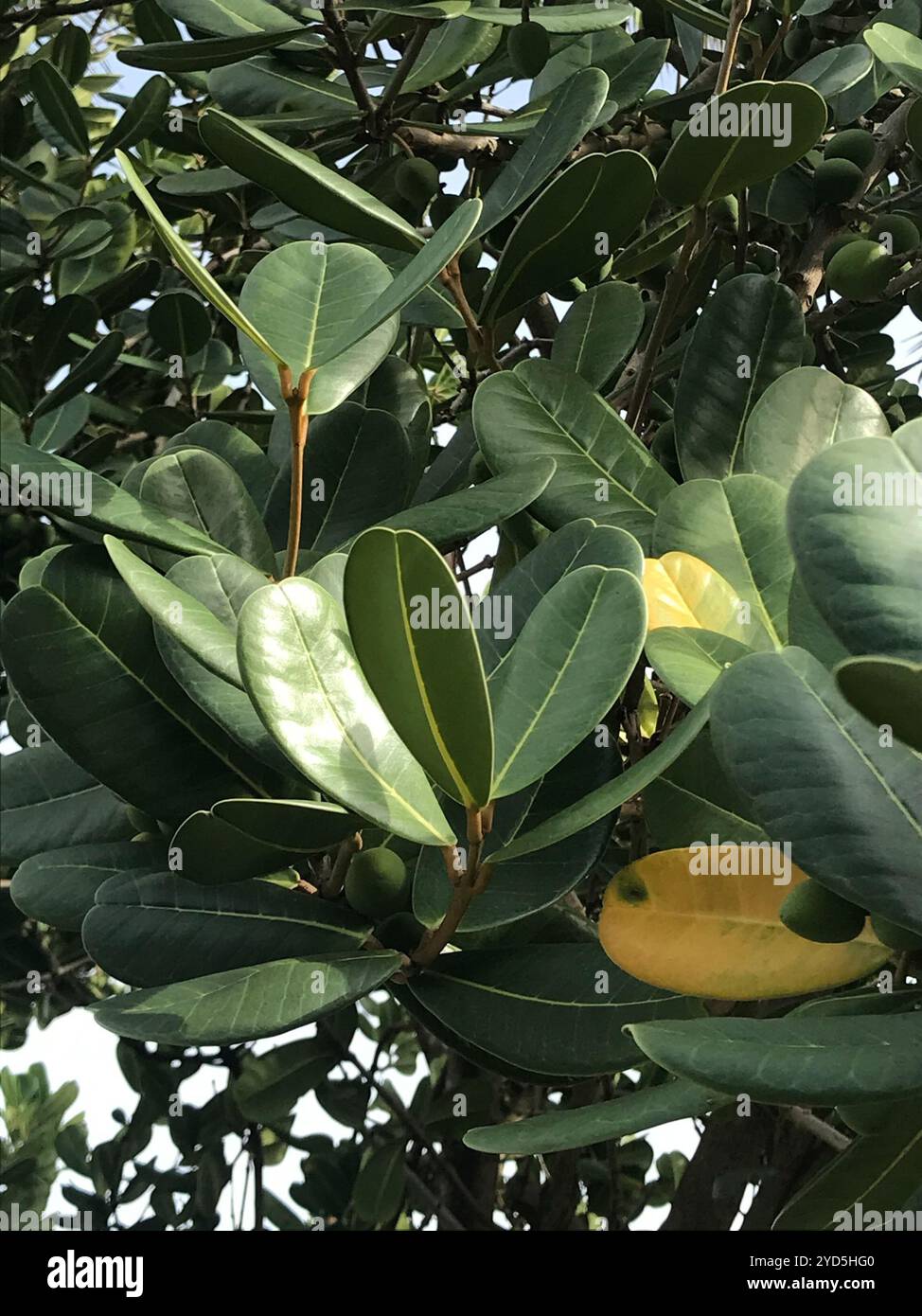 Madagascar Olive (Noronhia emarginata Stock Photo - Alamy