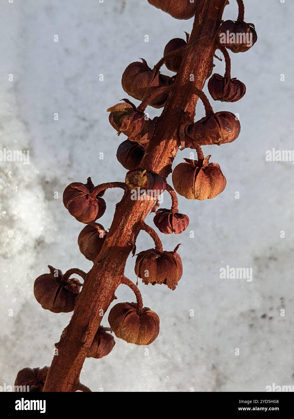 woodland pinedrops (Pterospora andromedea Stock Photo - Alamy