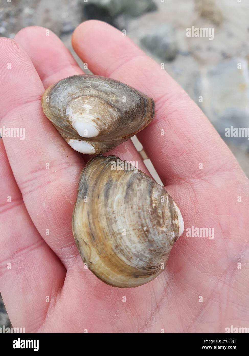 Atlantic Rangia (Rangia cuneata Stock Photo - Alamy