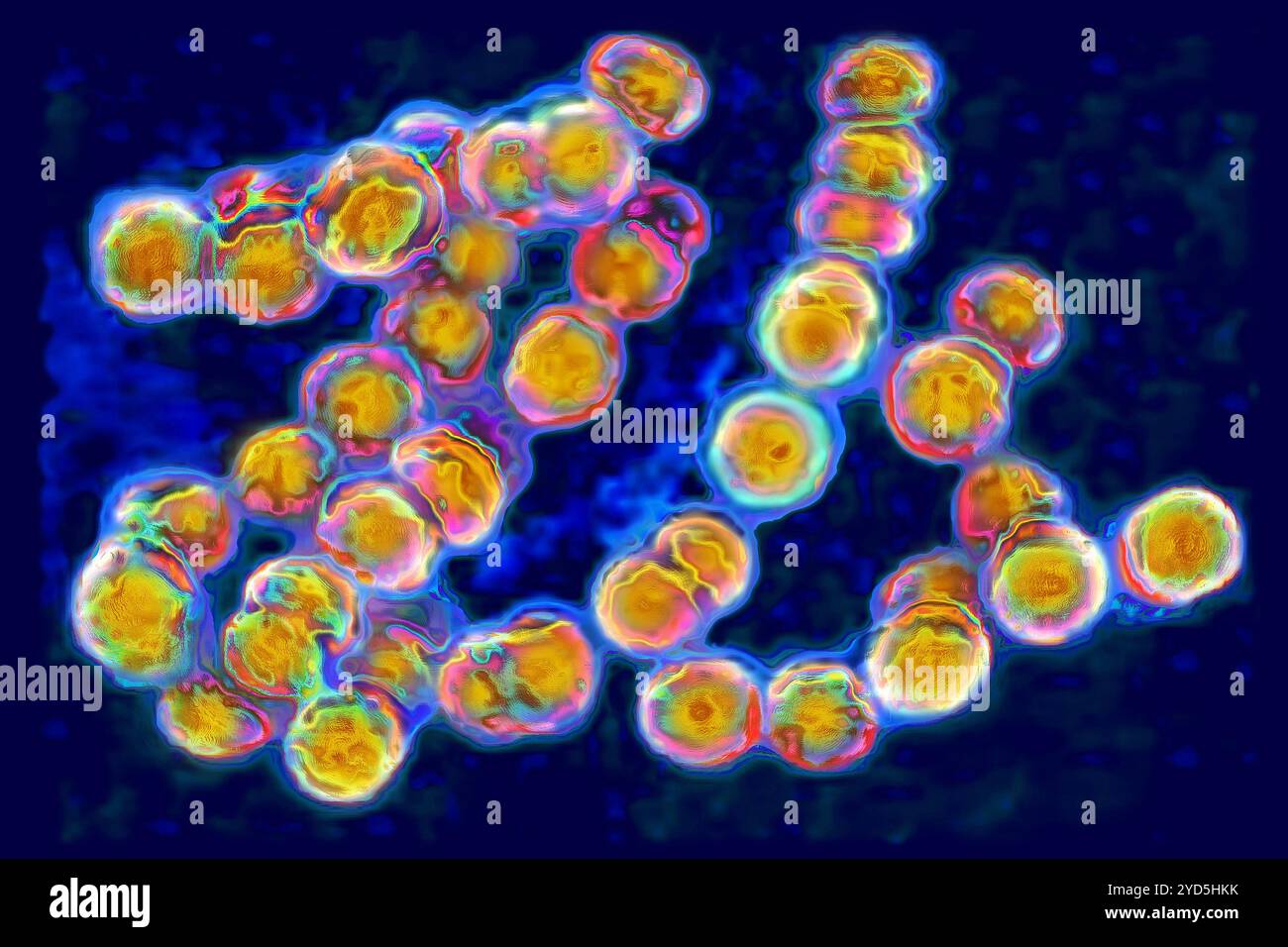 Streptococci - Bacteria with a rounded shape (gram-positive cocci Stock ...