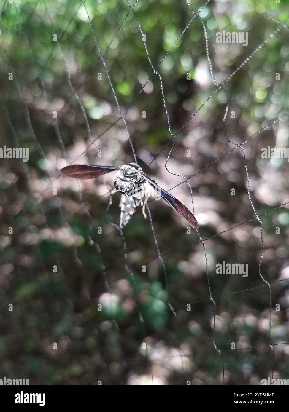 Northern Warrior Wasp (Synoeca septentrionalis Stock Photo - Alamy