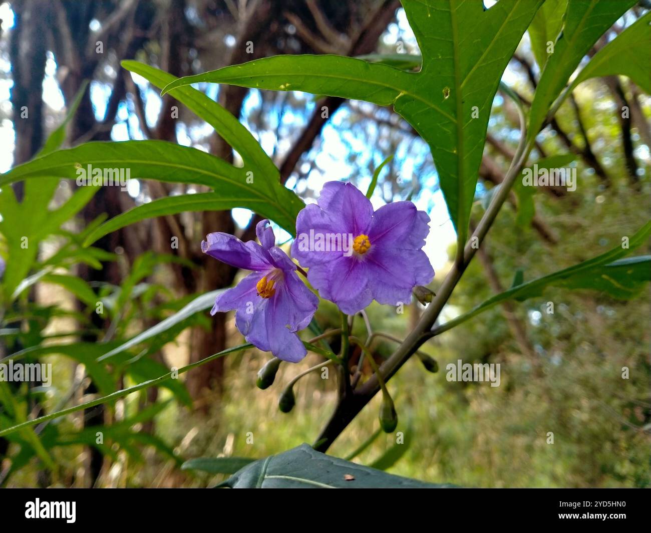 kangaroo-apple (Solanum laciniatum Stock Photo - Alamy
