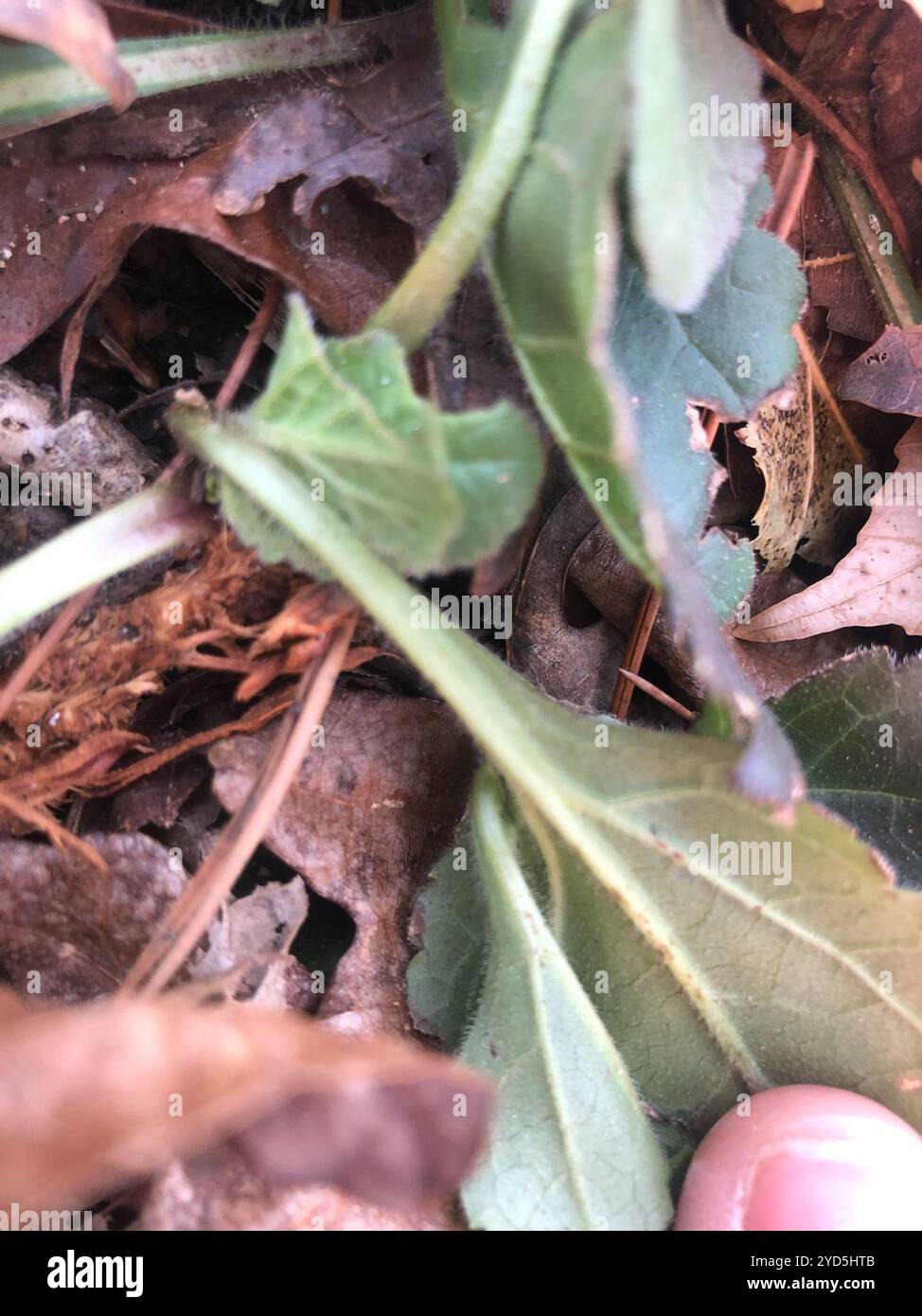 roundleaf ragwort (Packera obovata Stock Photo - Alamy