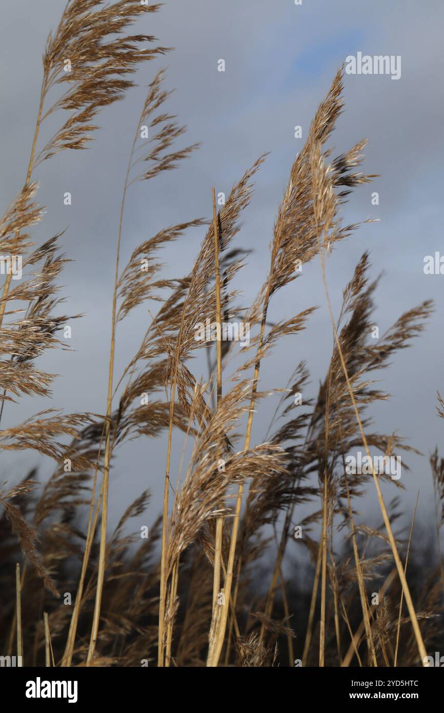 European reed (Phragmites australis australis Stock Photo - Alamy