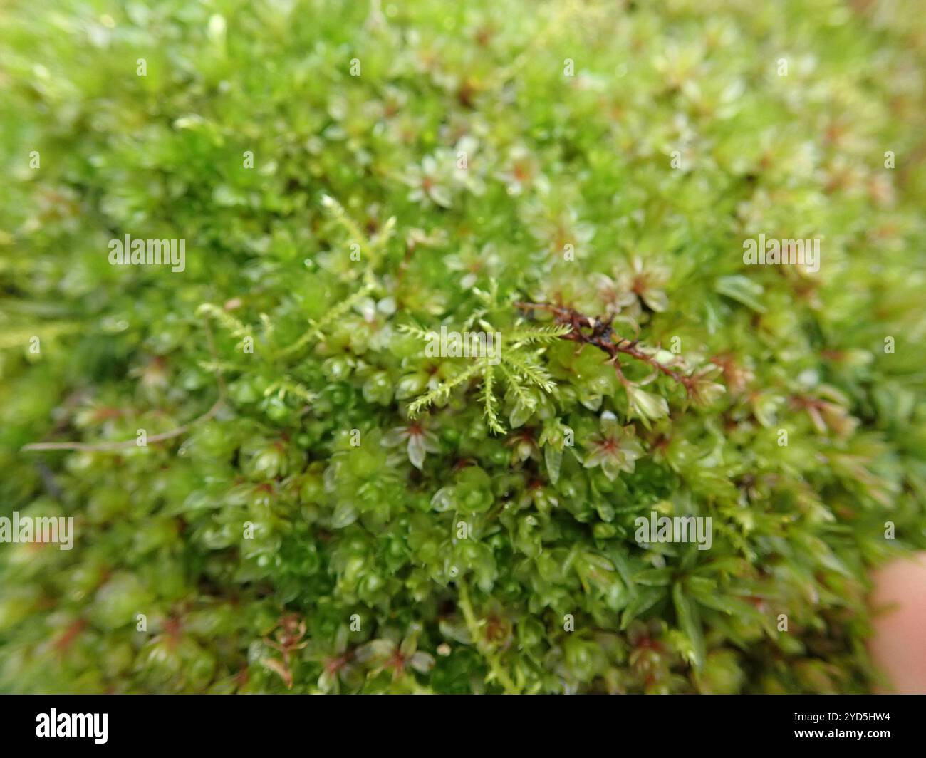 Capillary Thread-moss (Ptychostomum capillare Stock Photo - Alamy