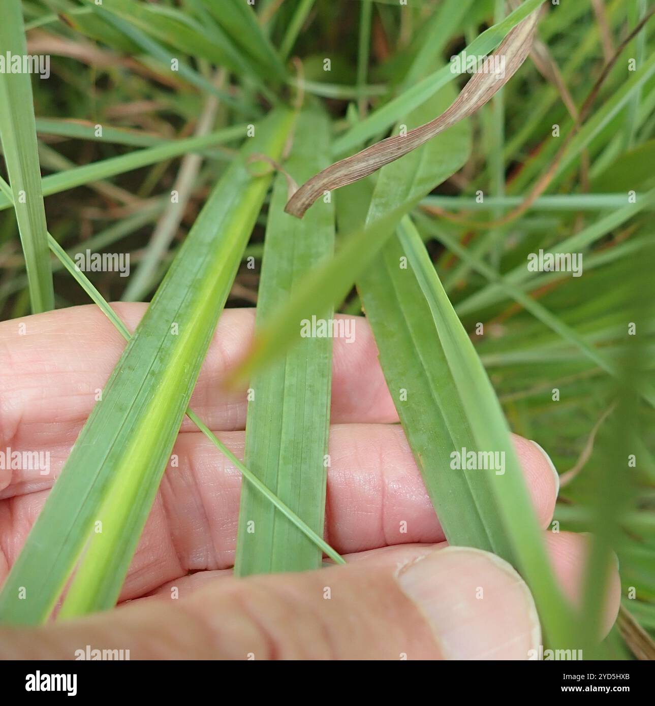 Red Triton (Tritonia disticha Stock Photo - Alamy