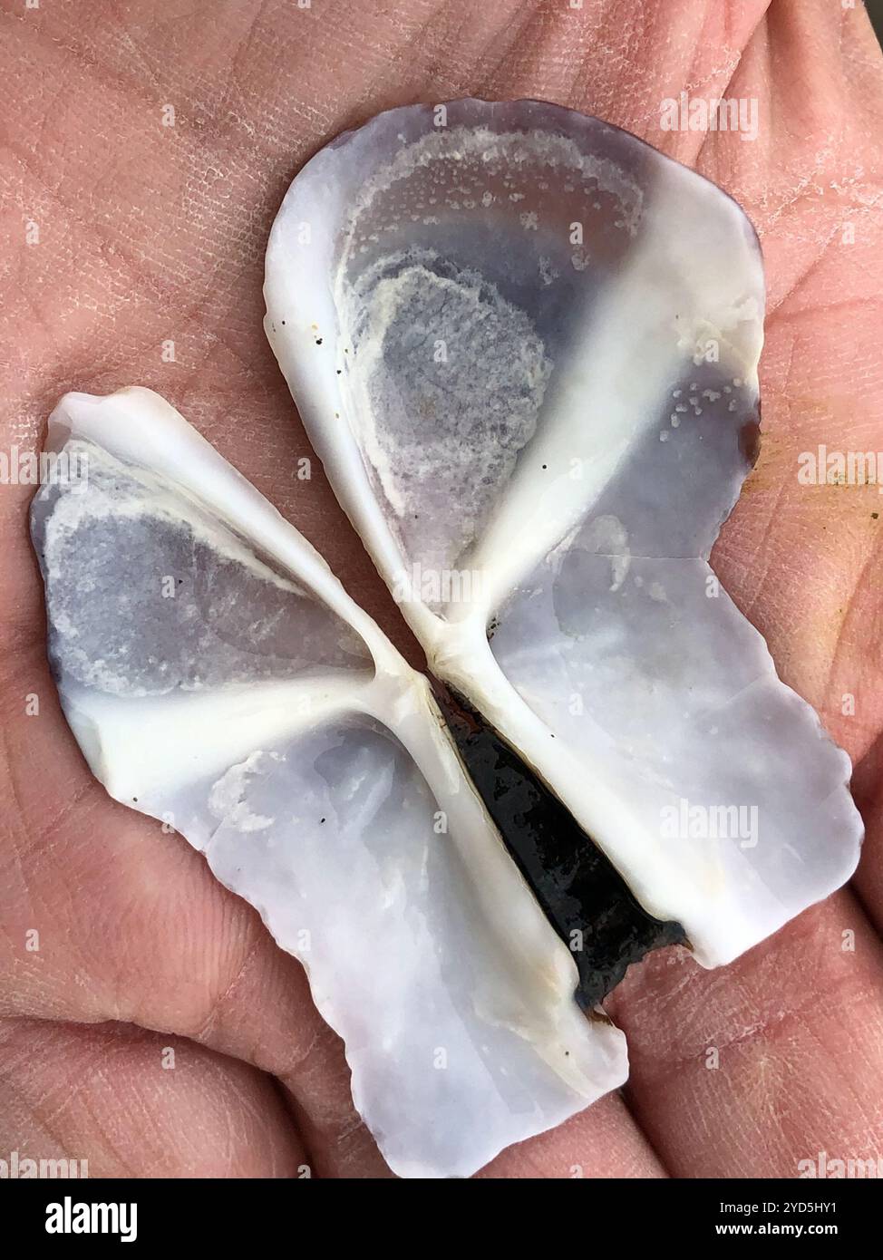 Pacific Razor Clam (Siliqua patula Stock Photo - Alamy