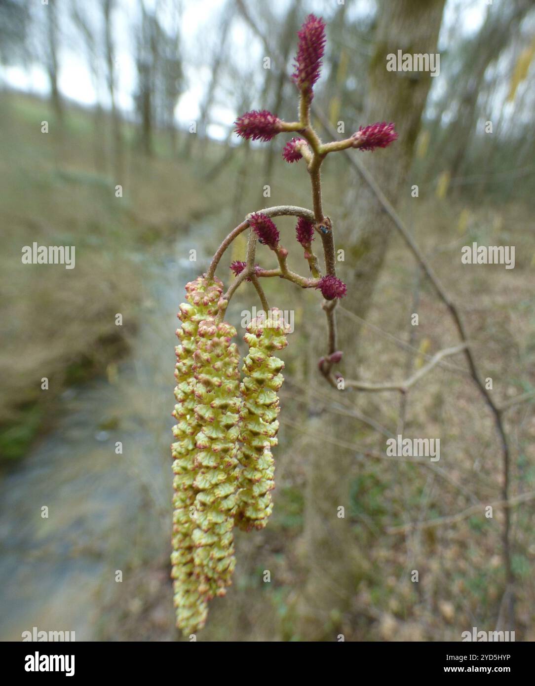 smooth alder (Alnus serrulata Stock Photo - Alamy