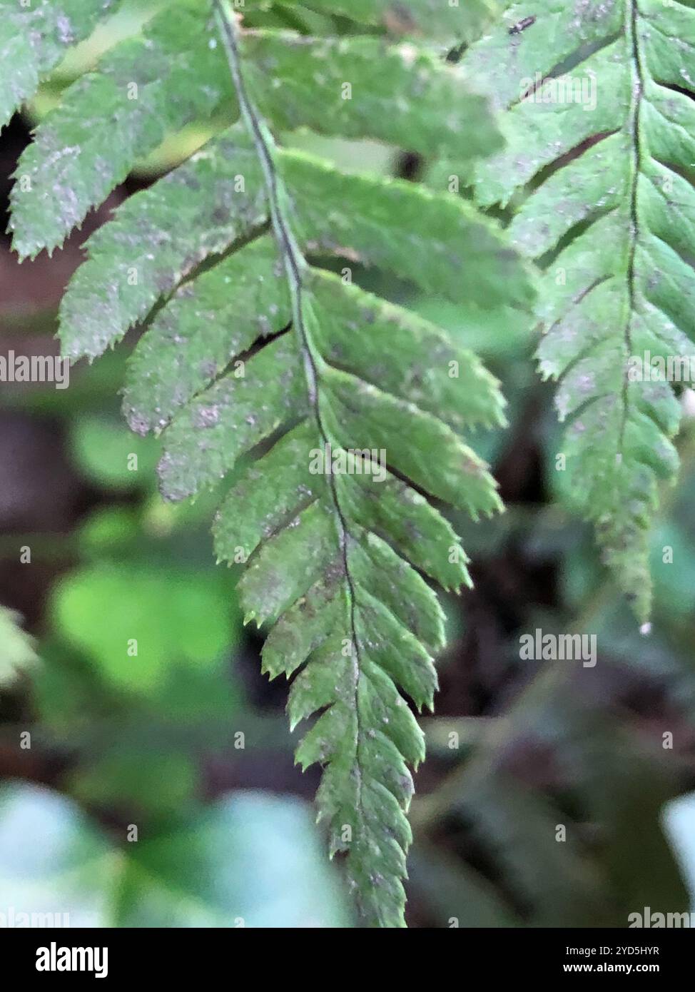 coastal woodfern (Dryopteris arguta Stock Photo - Alamy