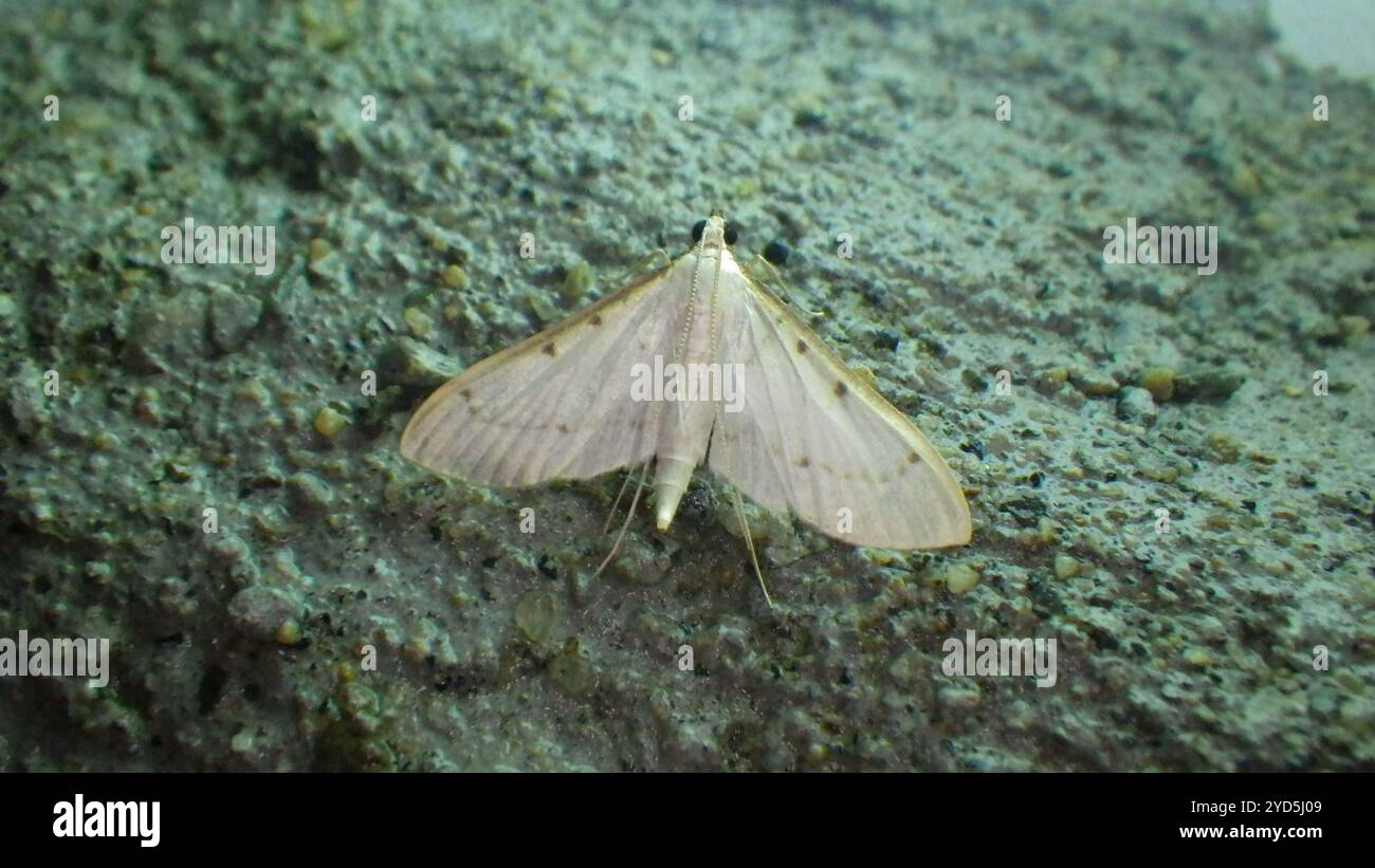 Pearl Moths (Spilomelinae Stock Photo - Alamy