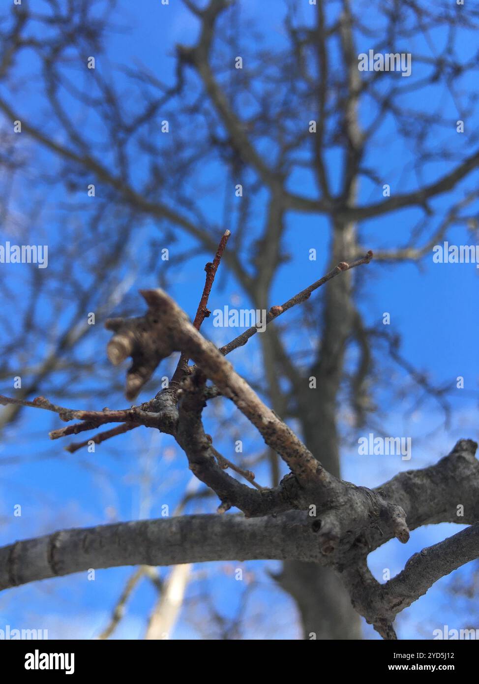Dwarf Hackberry (Celtis tenuifolia Stock Photo - Alamy