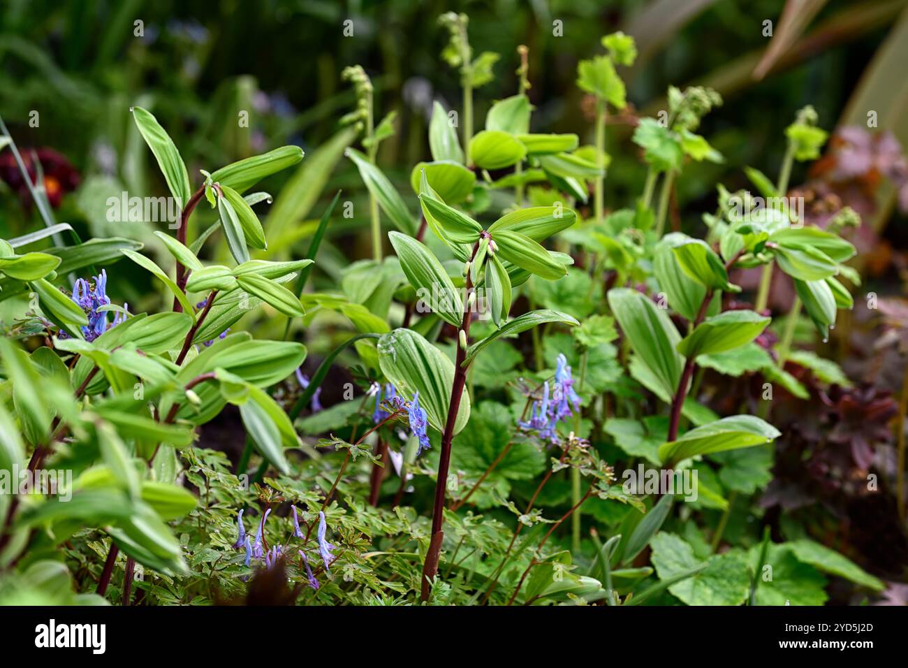 Polygonatum odoratum Red Legs,Corydalis flexuosa Père David,woodland ...