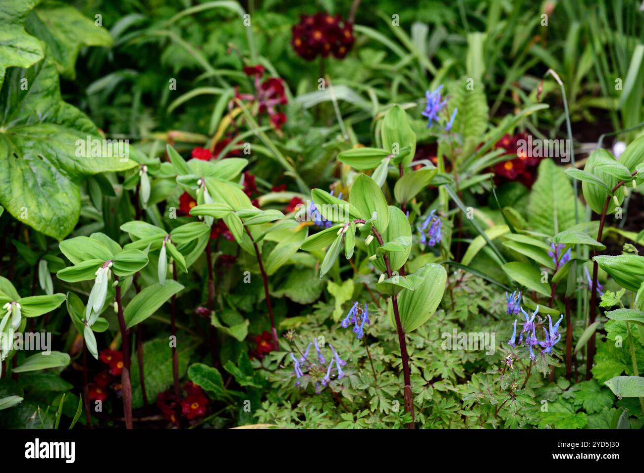 Polygonatum odoratum Red Legs,Corydalis flexuosa Père David,woodland ...